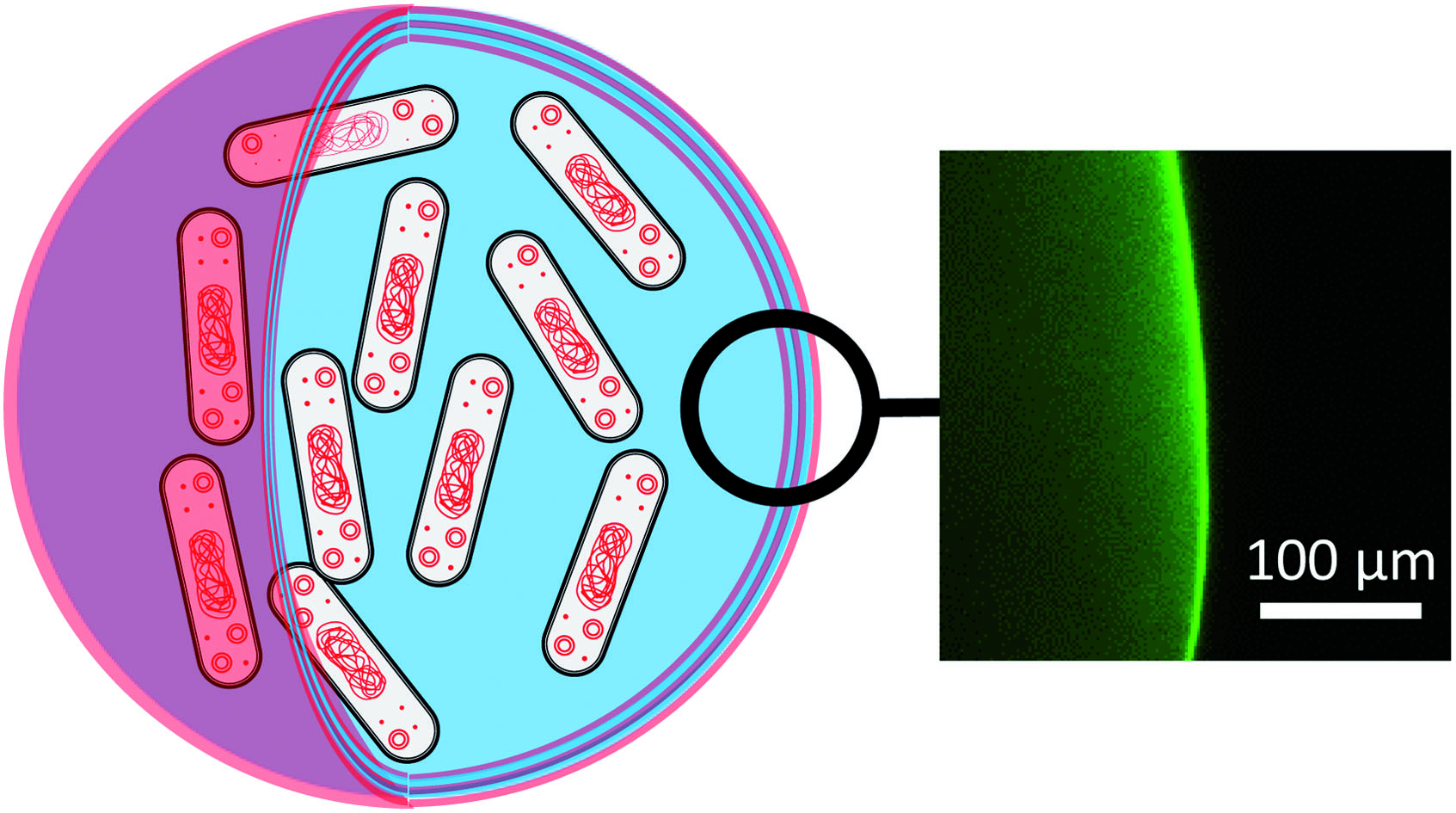 Ứng dụng công nghệ vi nang lợi khuẩn hỗ trợ viêm đường hô hấp