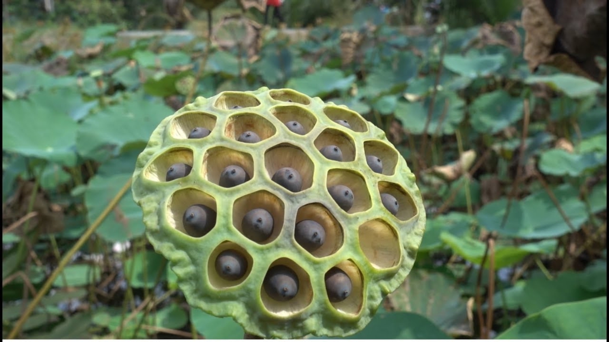 Cây sen có tác dụng gì với sức khỏe?