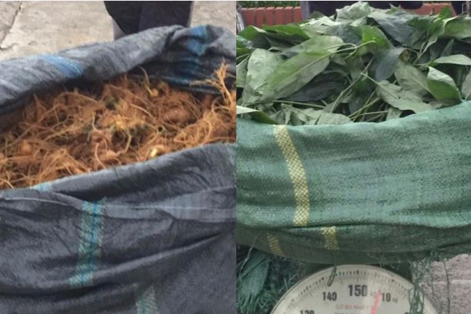 Bắt 3 đối tượng nhập sâm lậu "gắn mác" sâm Lai Châu bán kiếm lời