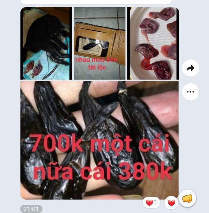 Nhau mèo đen được quảng cáo như vật hút tài lộc, chữa bách bệnh, bán ...