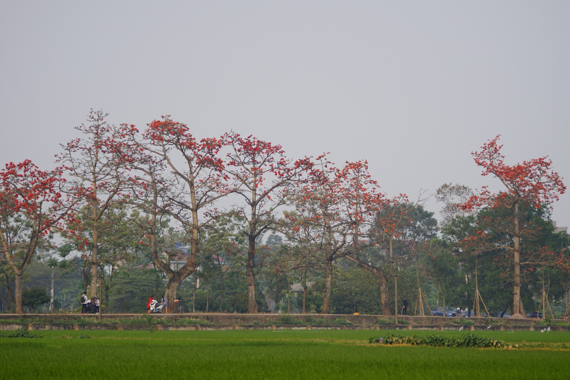 Video: Chiêm ngưỡng con đường hoa gạo đẹp nhất Hà Nội những ngày rực nở ...