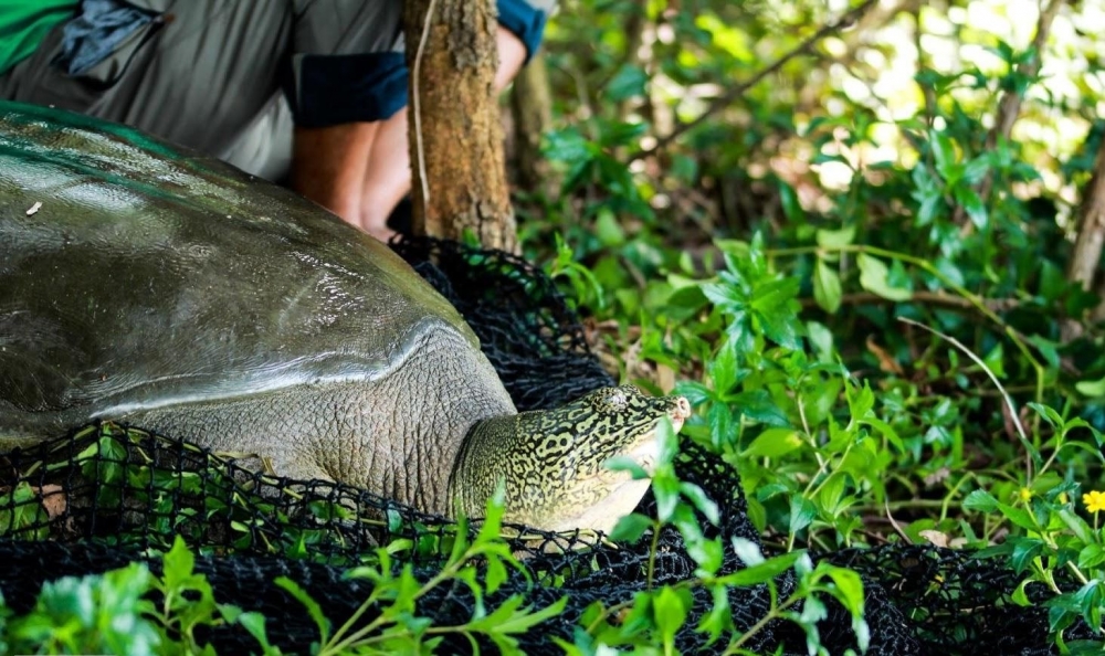 Cách nào 'hồi sinh' loài rùa Hoàn Kiếm?