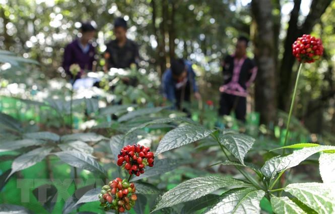 Tiêu chí lựa chọn dược liệu vào danh mục quý, hiếm, đặc dụng phải kiểm soát