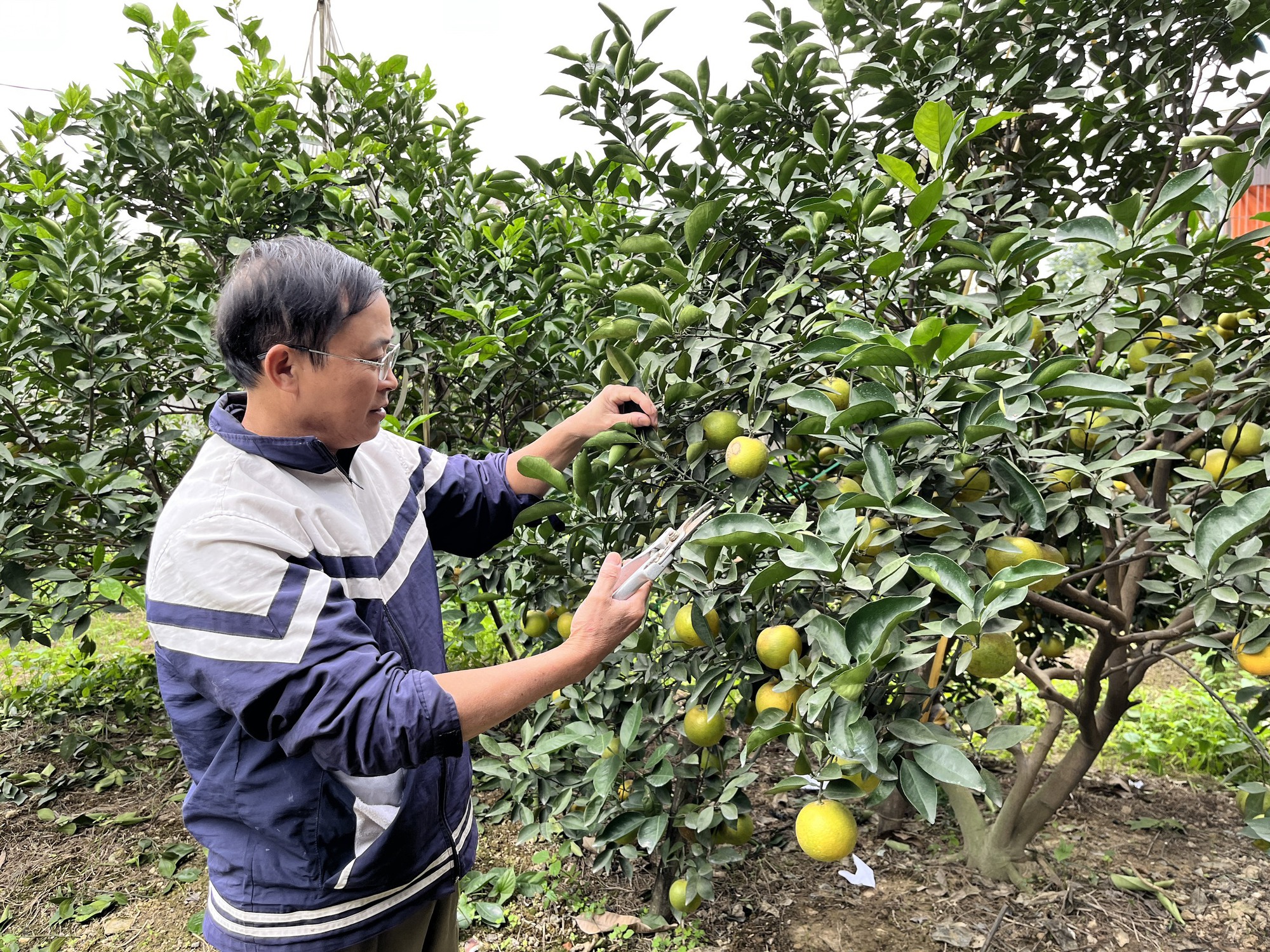 "Cam tiến vua" 100.000/quả vẫn cháy hàng ngày cận Tết