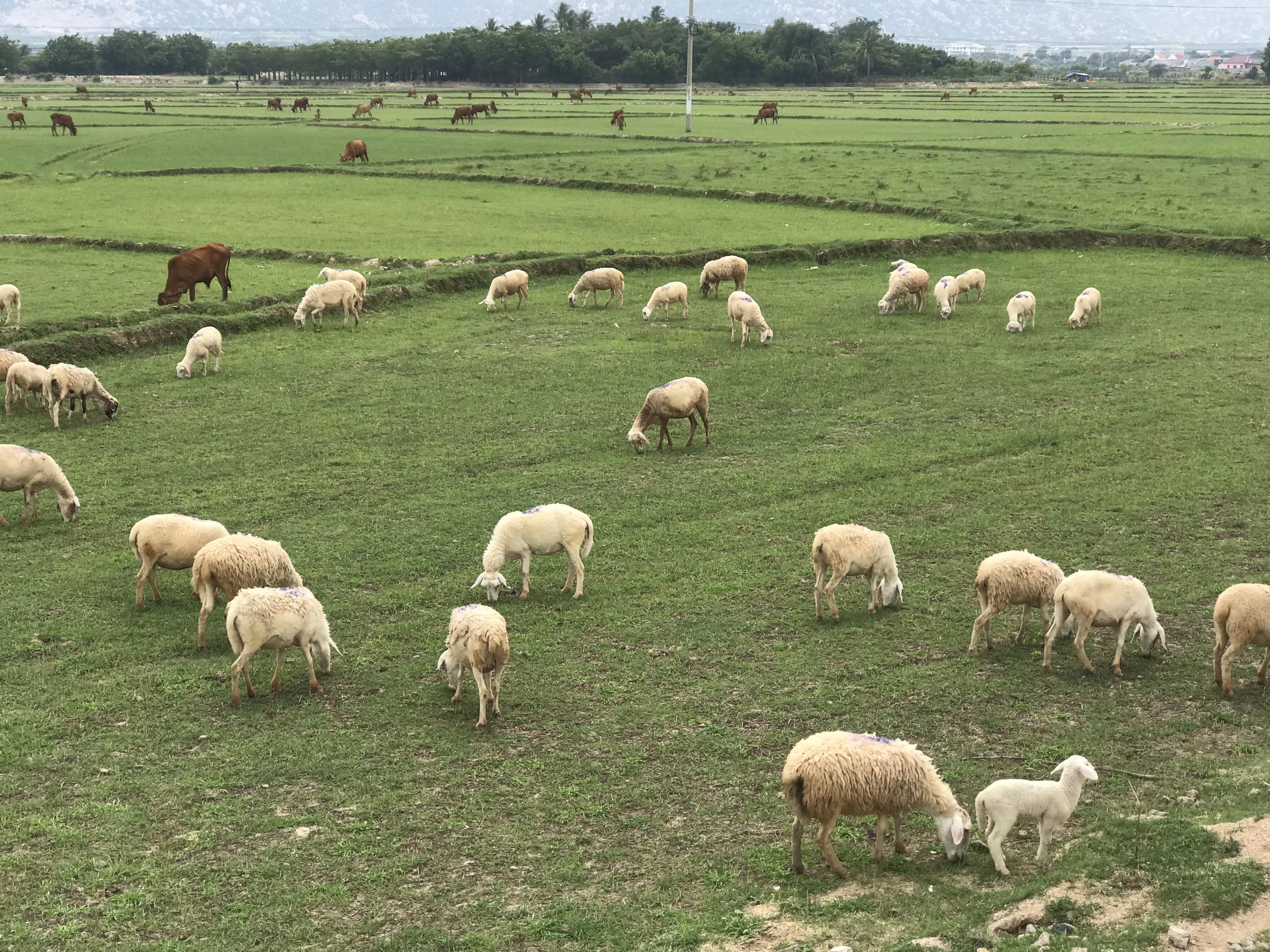 Ngày xuân và những câu chuyện thú vị của những người chăn cừu