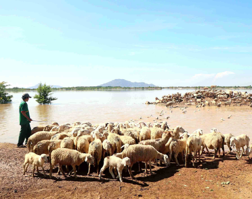 Ngày xuân và những câu chuyện thú vị của những người chăn cừu