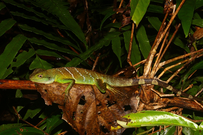 Chuyện về loài rồng có thật ở Việt Nam