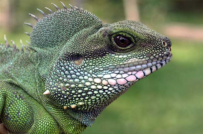 Chuyện về loài rồng có thật ở Việt Nam