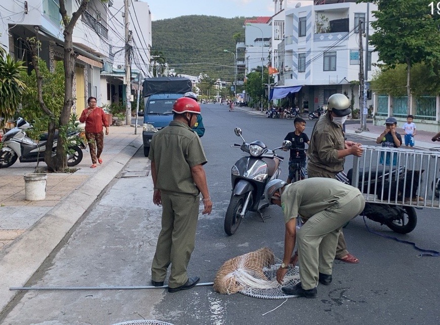 Chuyện về đội săn bắt chó thả rông