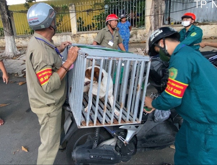 Chuyện về đội săn bắt chó thả rông