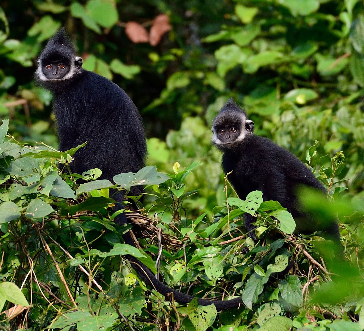 Hình ảnh loài linh trưởng quý hiếm nằm trong sách đỏ thế