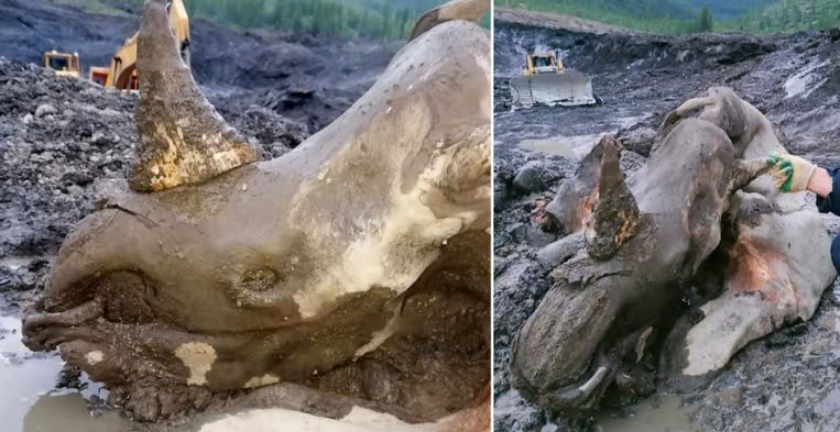 Phát hiện xác ướp tê giác cổ đại tại Siberia