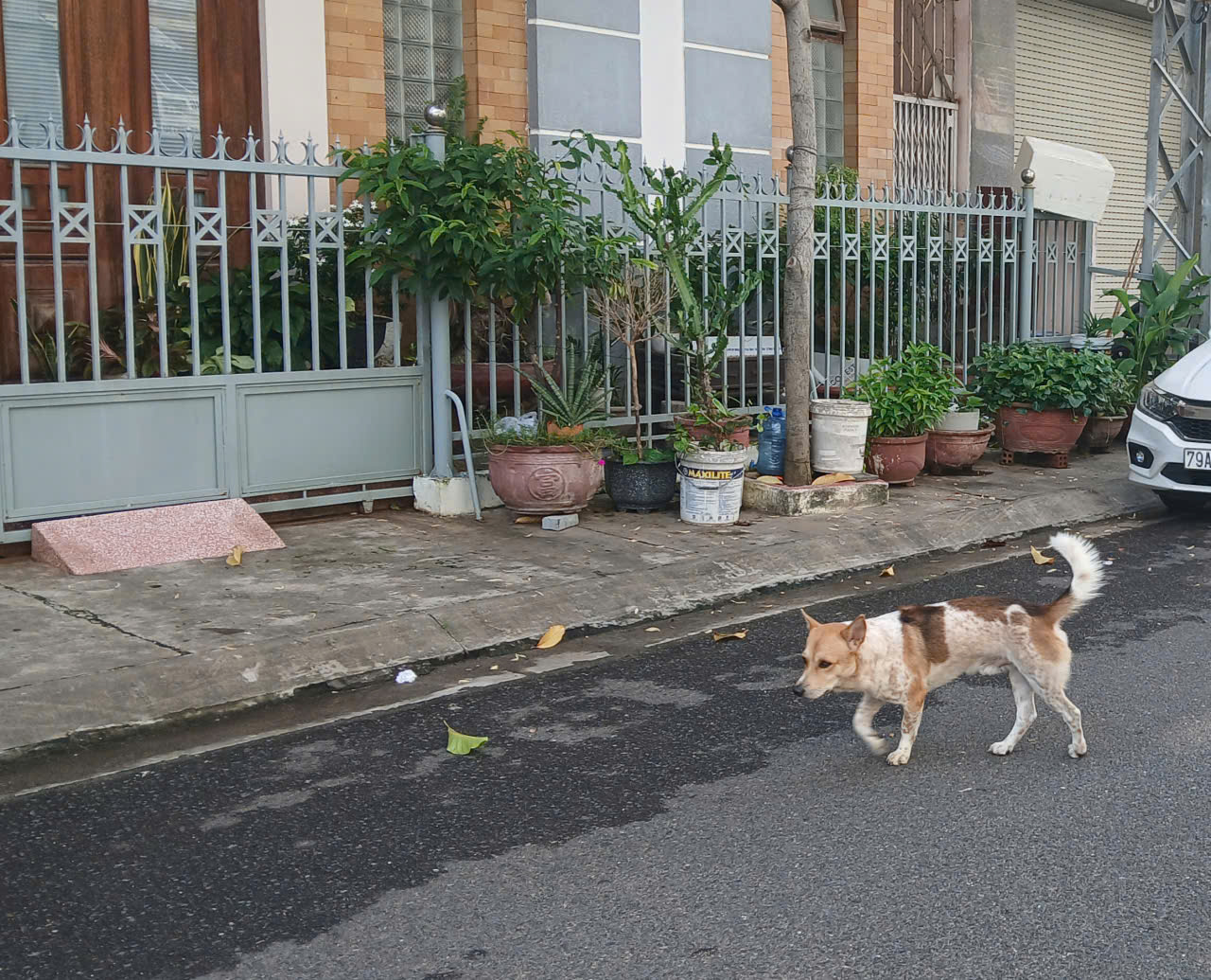 Many cases of dog tapeworm in Khanh Hoa, people proactively prevent the ...