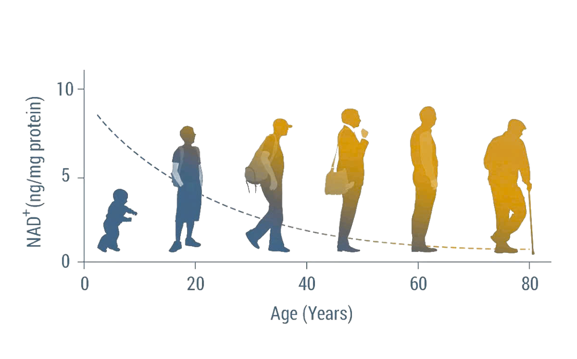 NMN and the secrets of Japanese longevity from a modern scientific perspective.