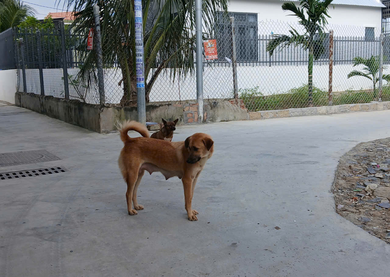 Nhiều người dân ở Khánh Hòa chủ động phòng bệnh giun đũa chó mèo