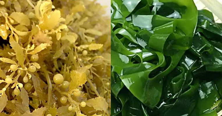 Bài thuốc hay từ rong biển