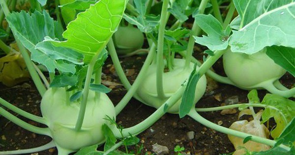 Su hào- từ món ăn đến vị thuốc