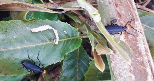 Ăn côn trùng có tốt không?