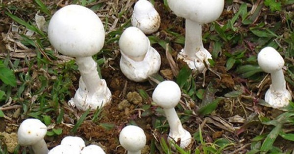 Nhận diện nấm độc để tránh xa