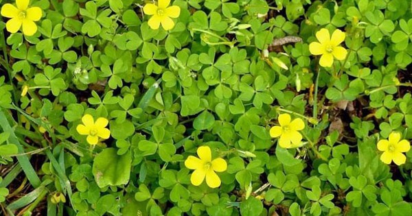Chữa 8 bệnh thường gặp từ cây chua me đất hoa vàng