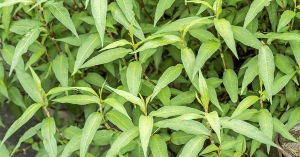 Rau răm- rau gia vị, vị thuốc quý