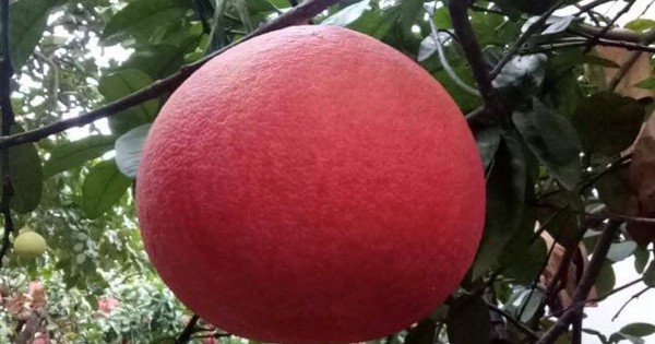 Độc lạ với làng trồng bưởi đỏ duy nhất tại Hà Nội