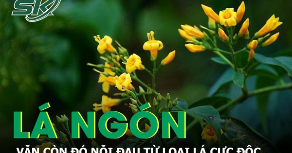 Vẫn còn đó nỗi đau từ lá ngón