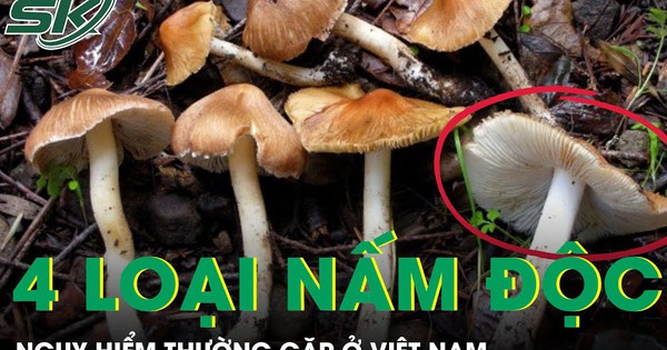 4 loại nấm độc nguy hiểm thường gặp ở Việt Nam