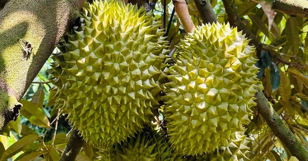 Những con số kỷ lục lịch sử về trái sầu riêng Việt Nam