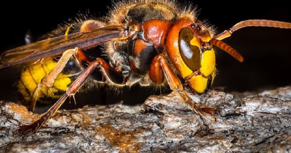 Tử vong do ong đốt, cách nhận biết các loài ong và sơ cứu đúng