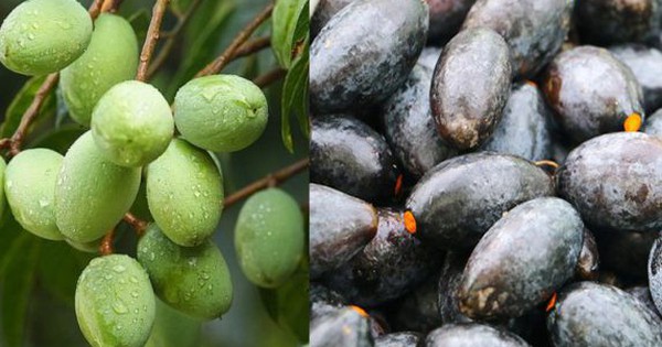 9 bài thuốc dễ áp dụng từ quả trám