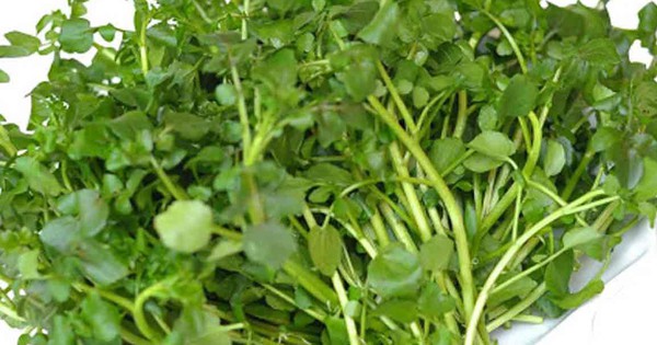 5 lợi ích sức khỏe bất ngờ của rau cải xoong