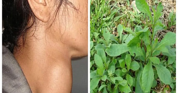 Cải trời, cây thuốc quý chữa nhiều bệnh