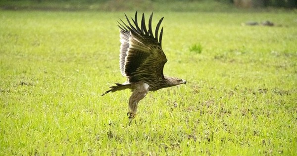 Thả chim đại bàng quý hiếm về Vườn quốc gia Cúc Phương