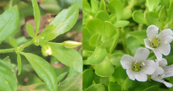 Rau đắng đất trị bệnh gì?