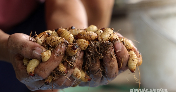 Cận cảnh quy trình nuôi đuông dừa béo múp giữa sông Hồng