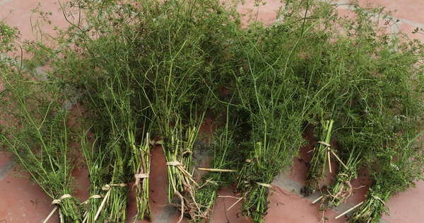 Những ai không nên tắm lá mùi ngày 30 Tết?