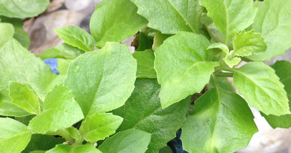 Rau bầu đất có tác dụng chữa bệnh gì?