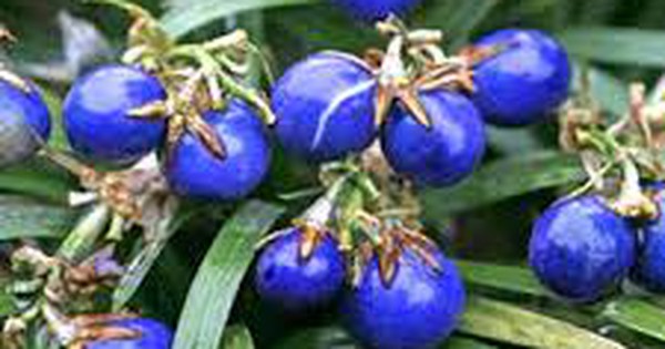 Mạch môn đông - vị thuốc dân gian