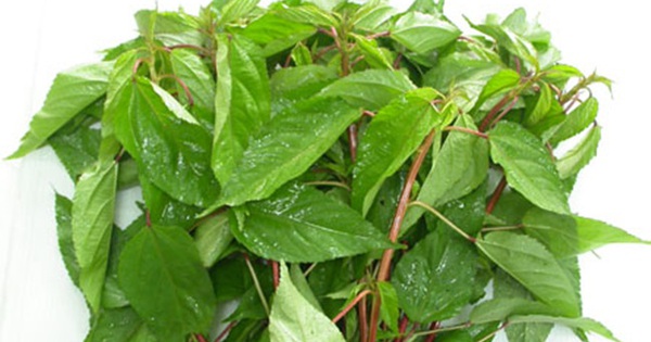 4 tác dụng không không ngờ của rau đay