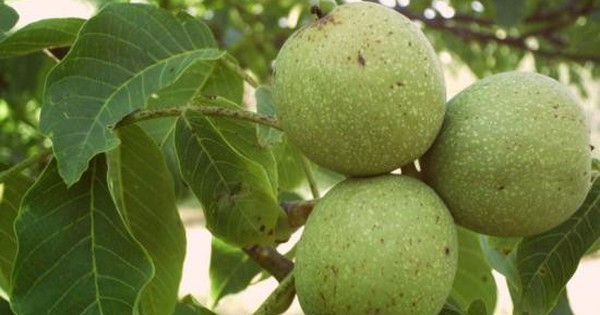 Cây óc chó bổ thận, đen tóc