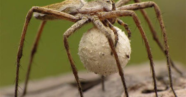 Con nhện - Vị thuốc tốt
