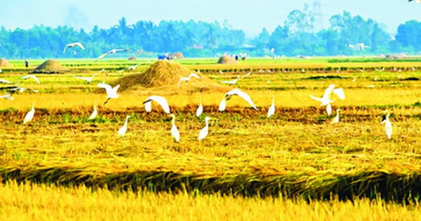 Con cò bay lả bay la