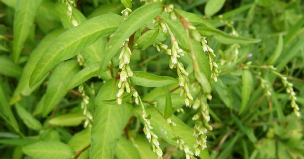 Rau răm và rau nghể răm làm thuốc