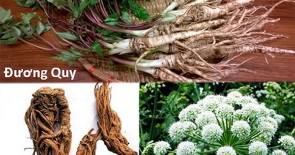 Đương quy - Vị thuốc cho phụ nữ