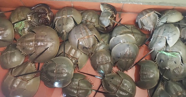 5 người đàn ông ngộ độc do ăn so biển
