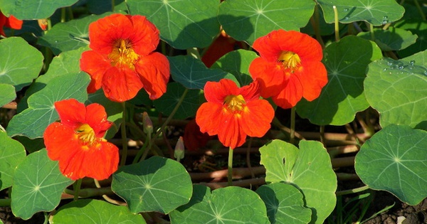 Cây sen cạn lợi tiểu