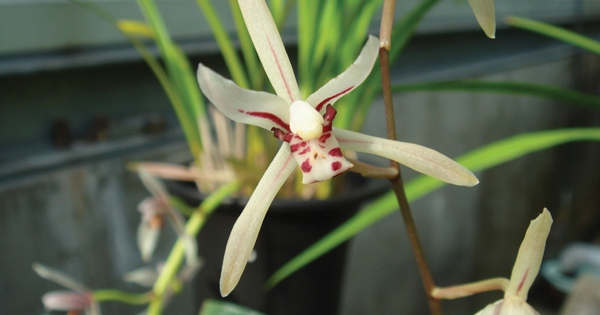 Những loài hoa lan làm thuốc