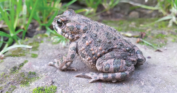 Ăn thịt cóc: Coi chừng bổ ít hại nhiều