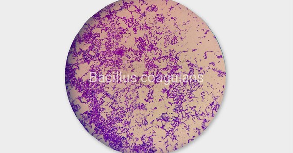 Vì sao Bacillus coagulans được dùng trong sản xuất men vi sinh?